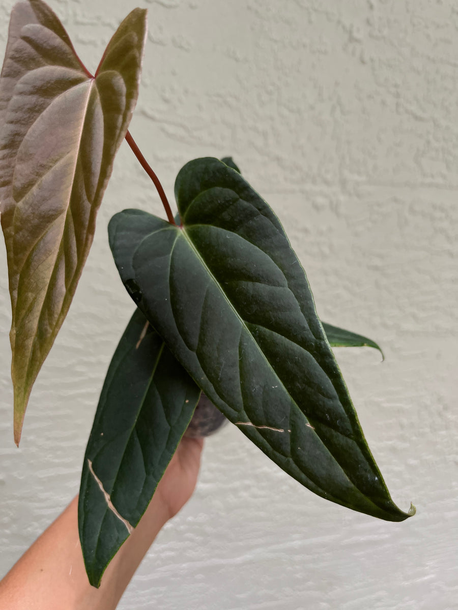 Anthurium Flavolineatum x Besseae aff – TanAsianWithPlants