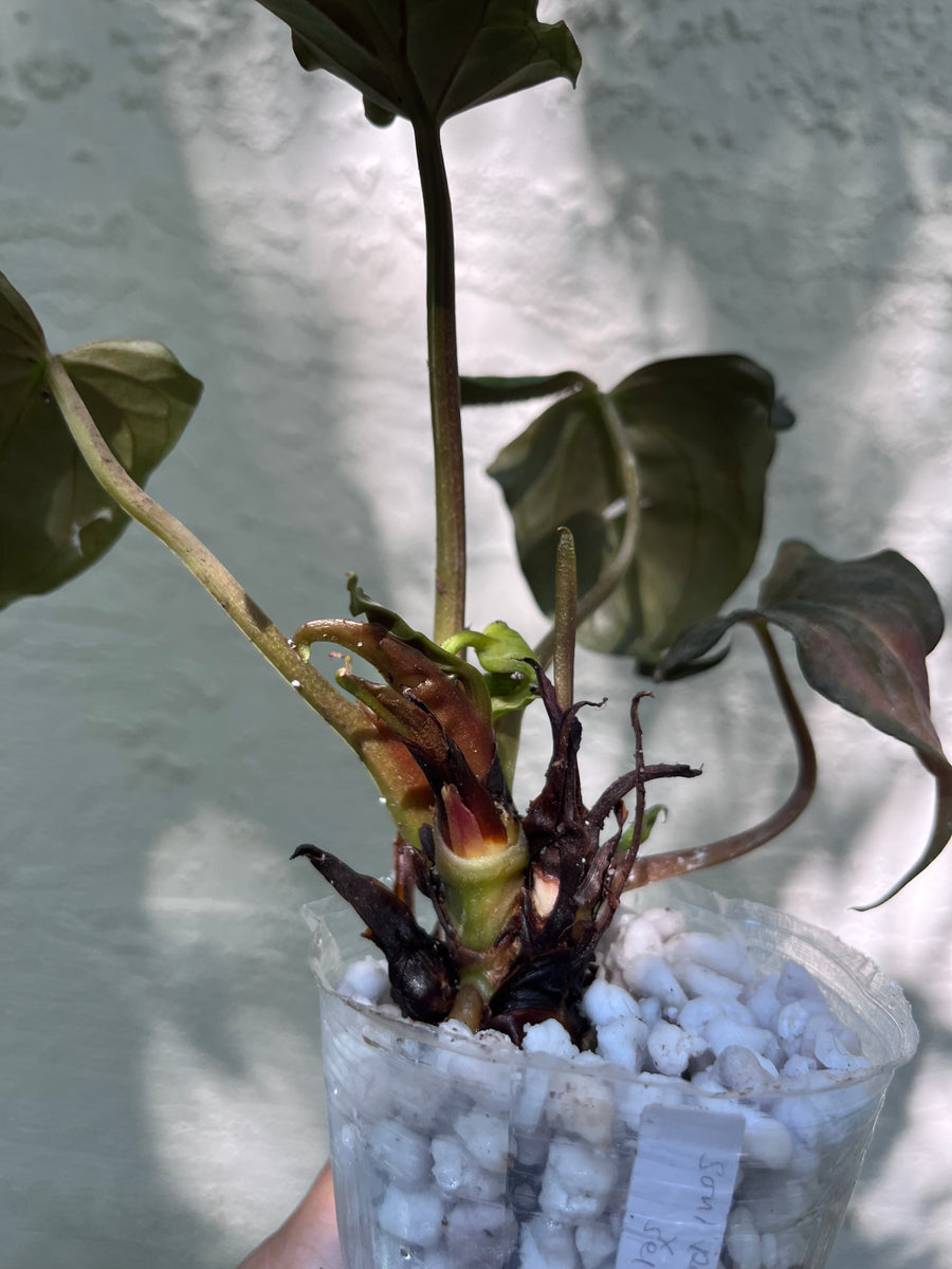 Anthurium Soul Reaper x Self division (Tezula) – TanAsianWithPlants