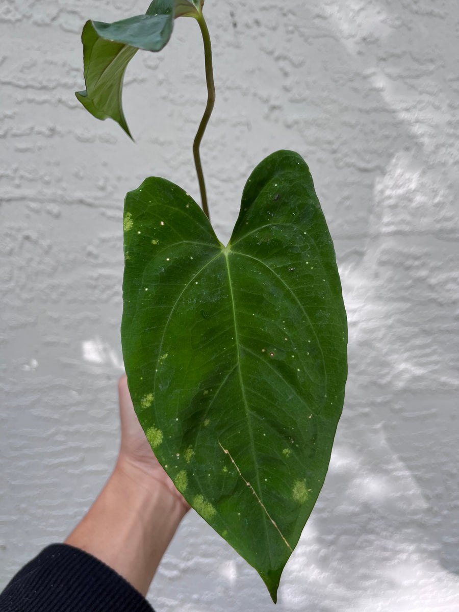 Anthurium Papillilaminum #8 x Soul Reaper division – TanAsianWithPlants